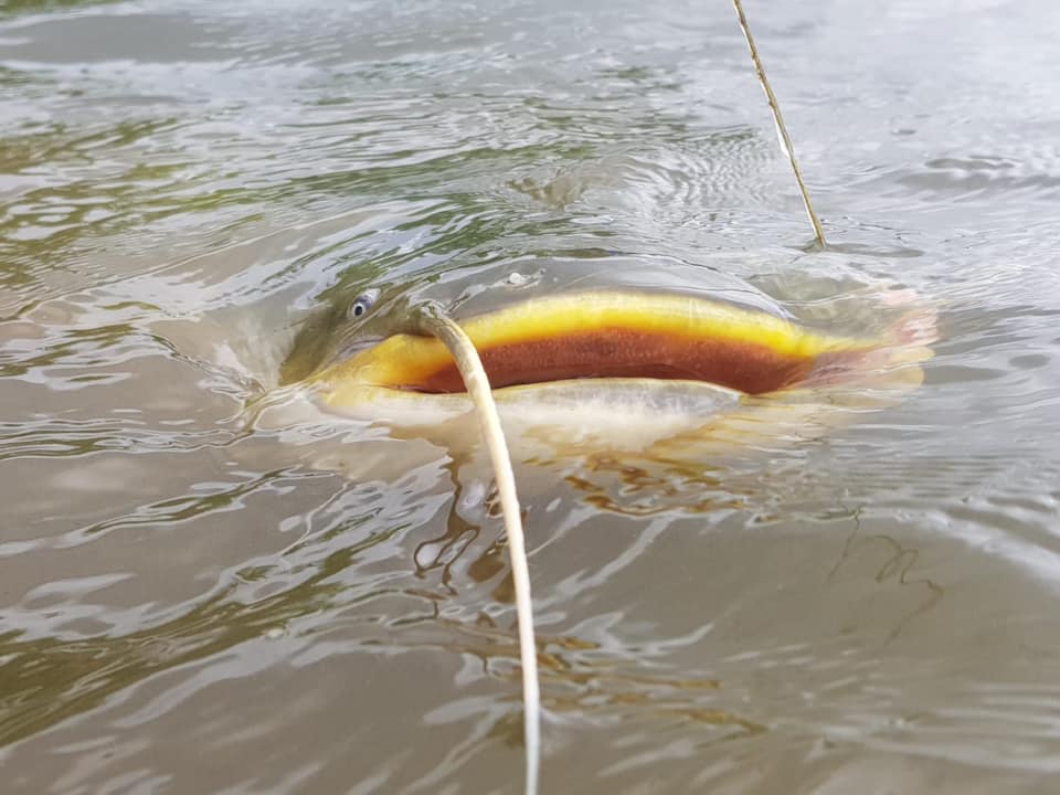 ROOFMEISTER INSIDE – 20 vette meervalfoto's & roofvisfilm op komst ...