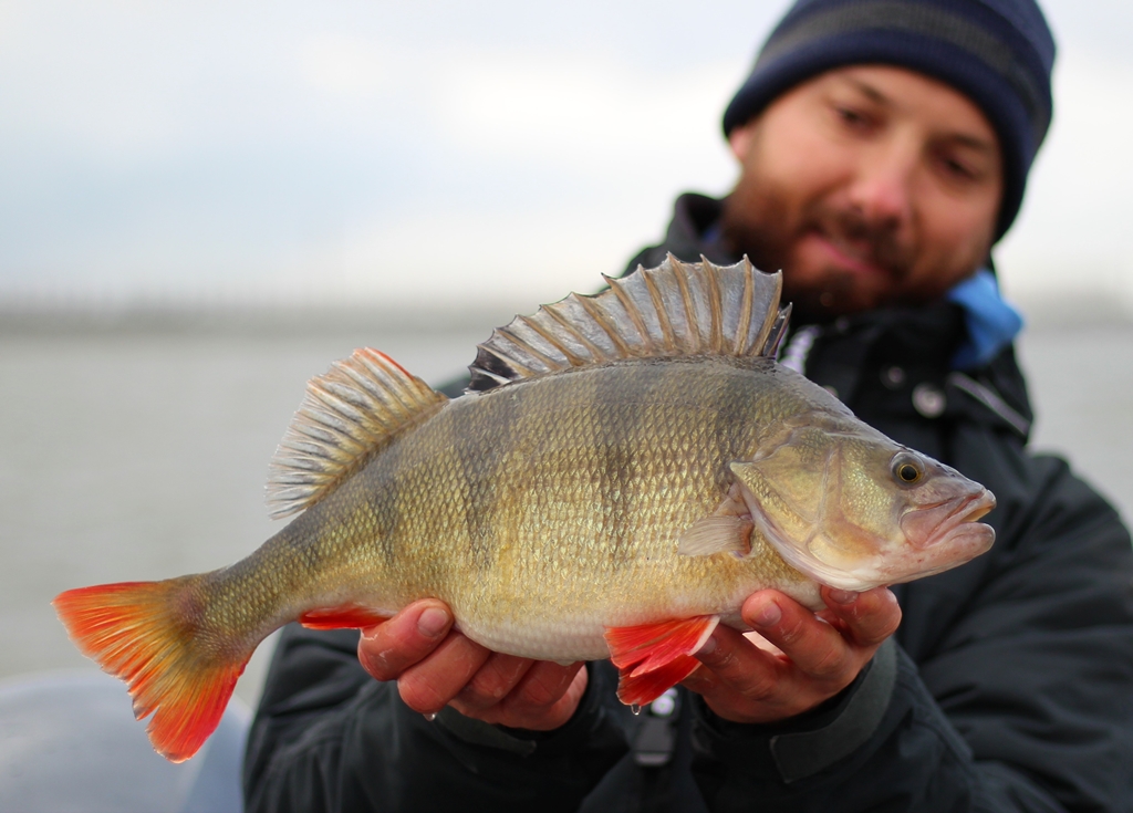 Frederik Harbort versterkt het Abu Garcia/Berkley team - Roofmeister