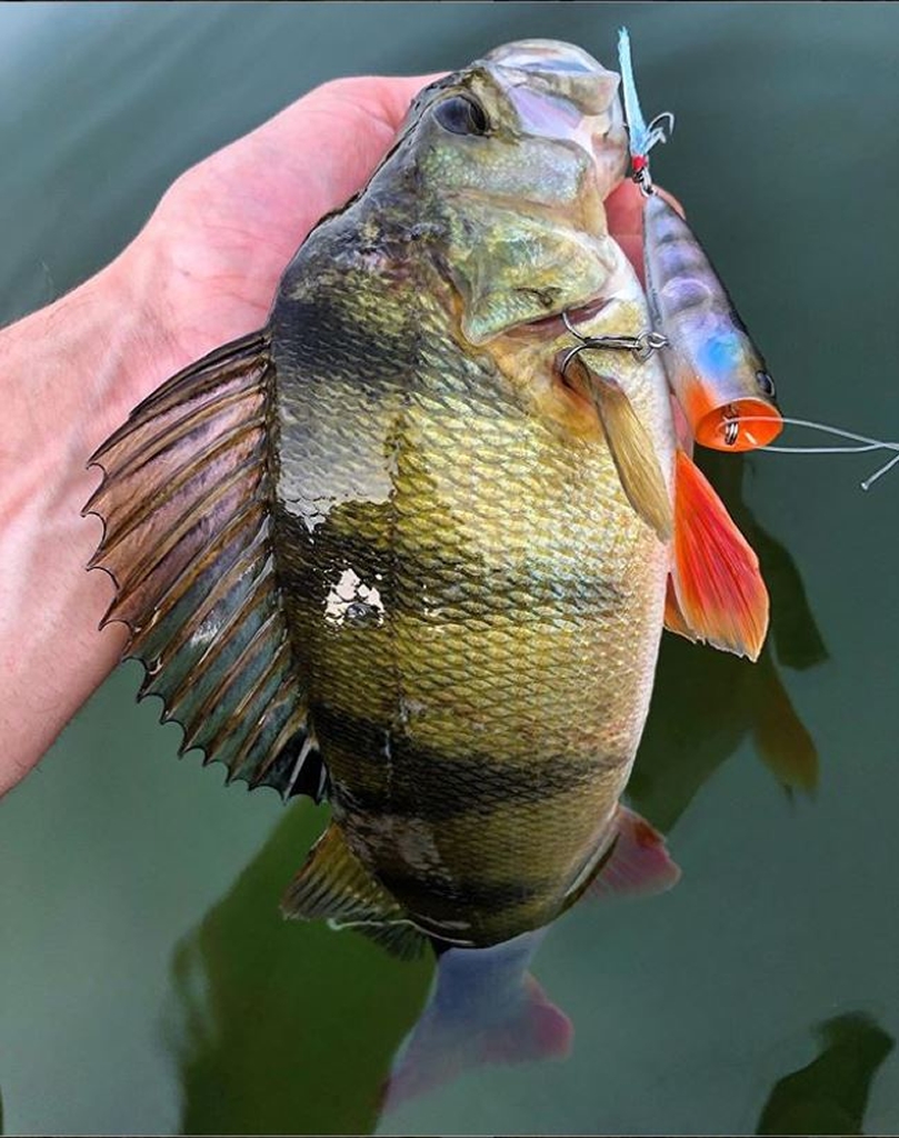 De TOP 3 voor baars van Simon Torenbeek - Spinners, topwater en shads ...