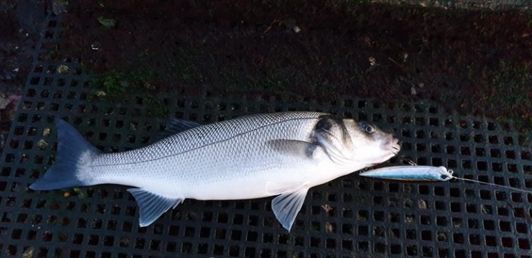 Actuele vangsten van zeebaars junkies - Roofmeister