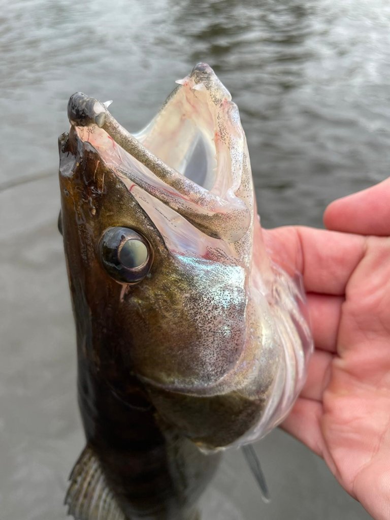 Vanaf de kant op snoekbaars – 5 tips voor beginners - Roofmeister