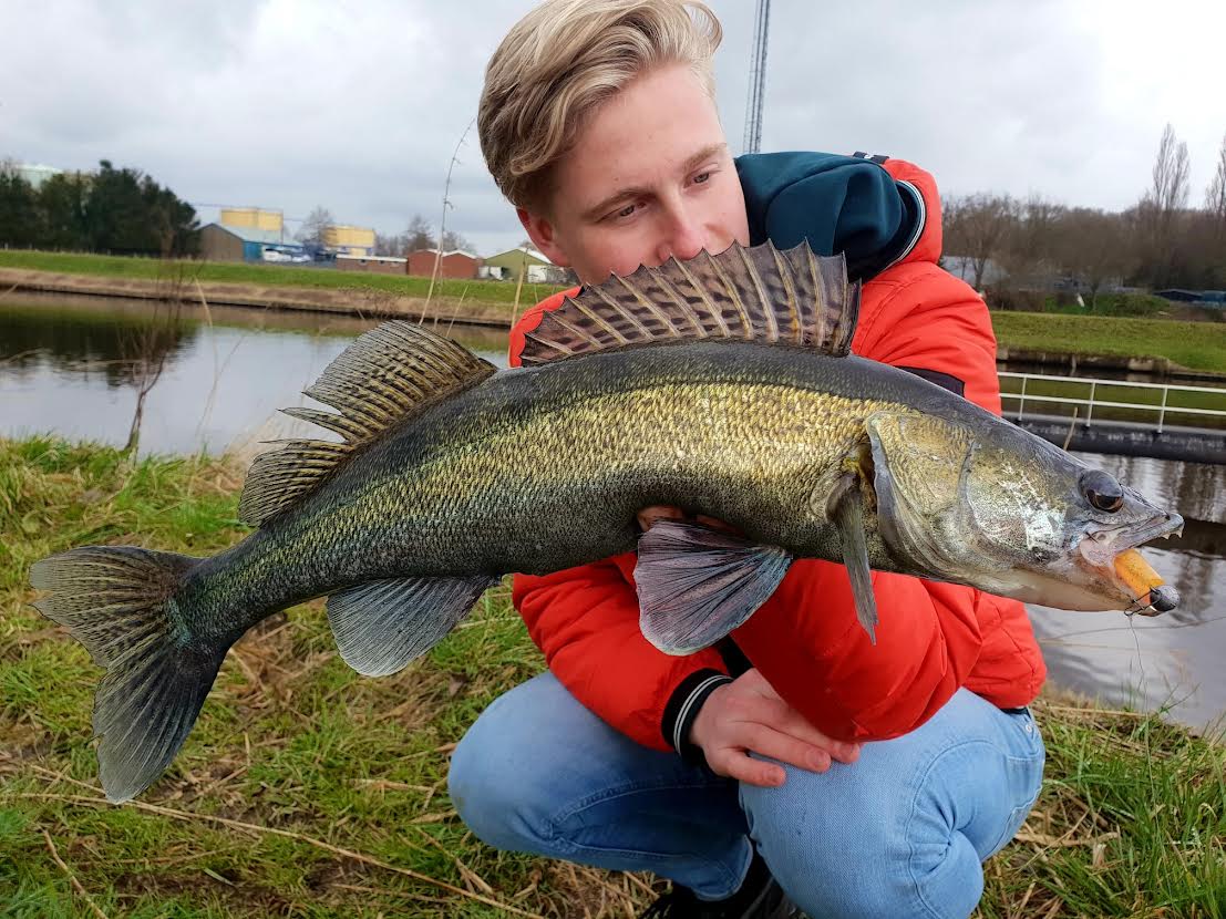 Wanneer paait snoek, snoekbaars en baars eigenlijk? - Roofmeister