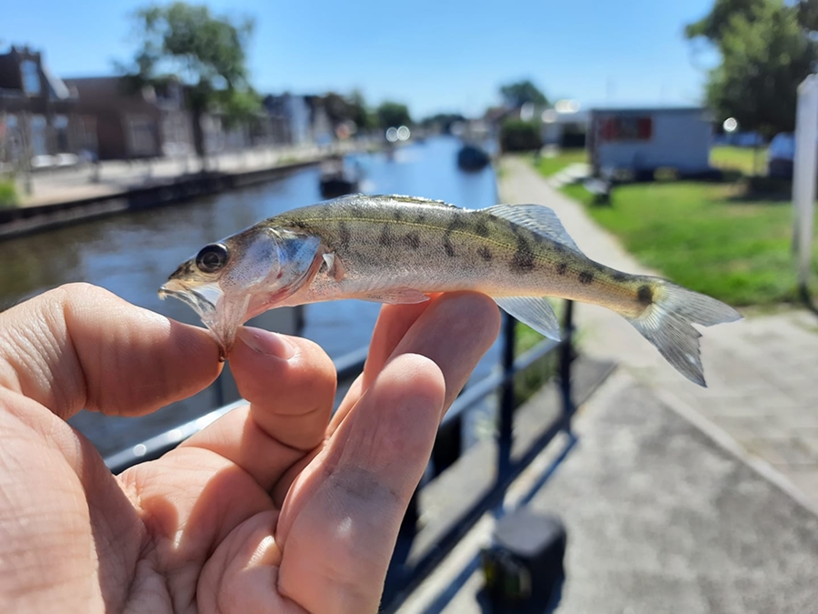 Roofmeister INSIDE – Actuele roofvis vangsten & Roofmeister goes next ...