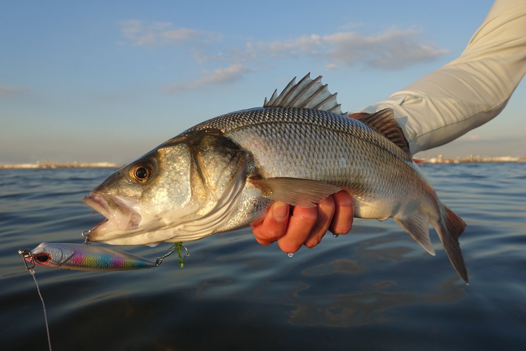 Hoe en wanneer vang je zeebaars met oppervlakte kunstaas - Roofmeister