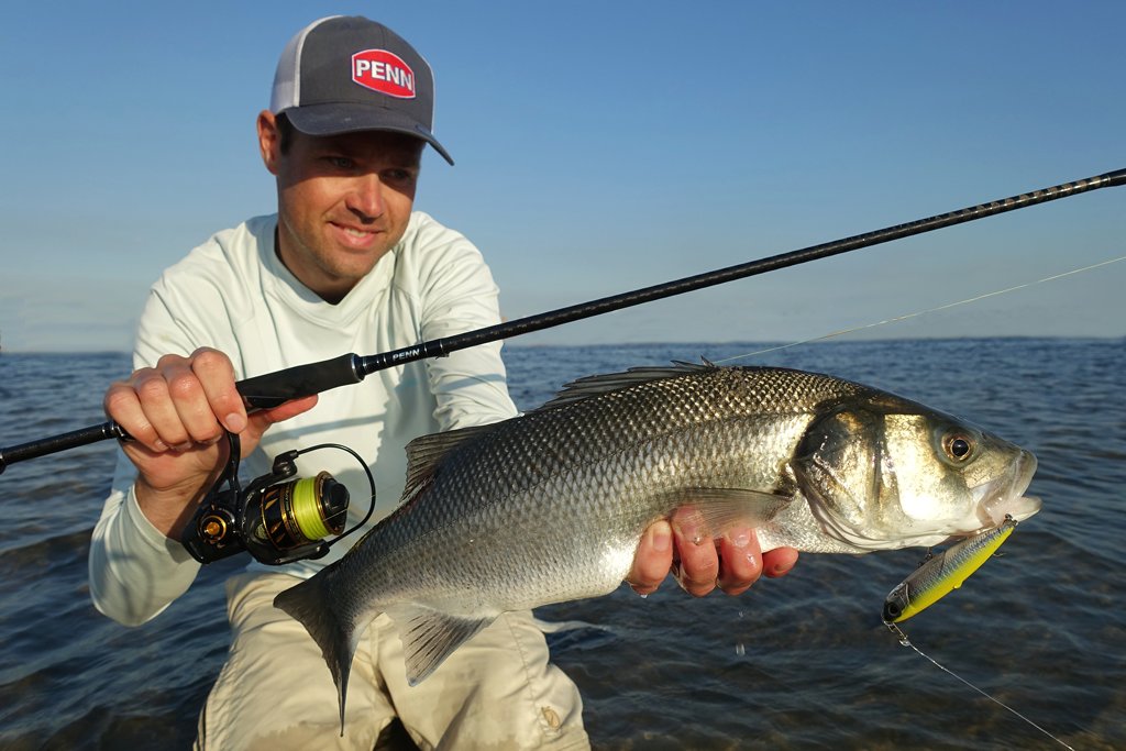 Hoe en wanneer vang je zeebaars met oppervlakte kunstaas - Roofmeister