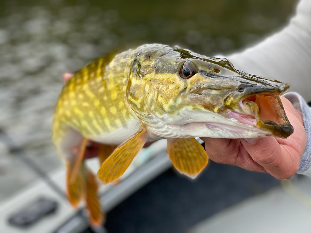 Grootste snoek tot nu toe & Bo Staartjes pakt uit in half uurtje ...