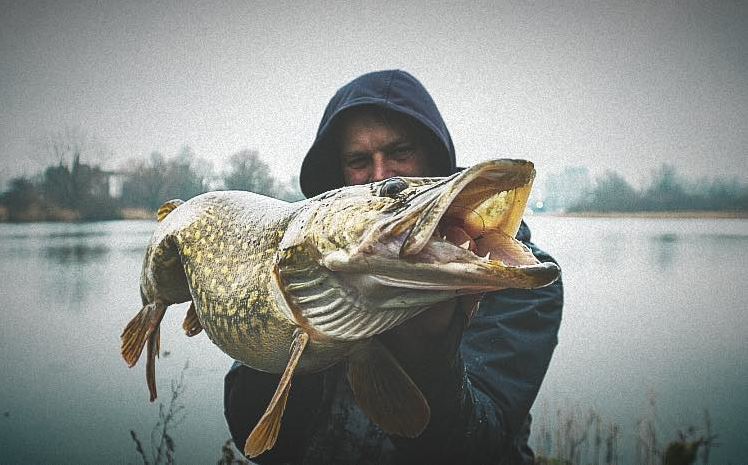 Roofmeister INSIDE: MEGA snoekbaars, yellow mouth snoekbaars & stoempen ...