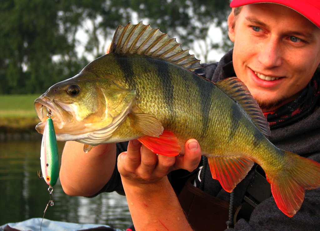 Kunstaas estafette - Top 3 kunstaas voor baars van Bernd van Broekhoven ...