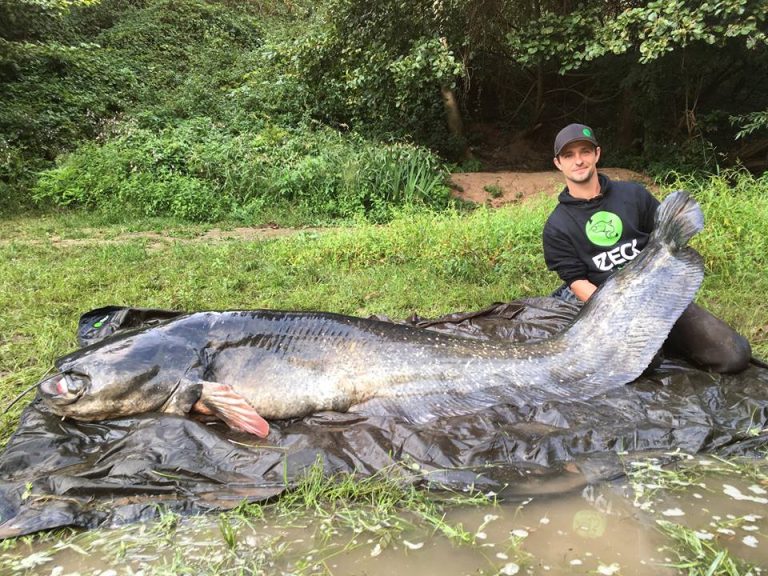 ***BREAKING NEWS*** Nieuw wereldrecord meerval - Roofmeister