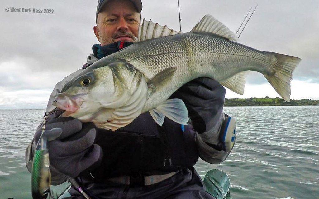 Oppervlakte spektakel en handige shads voor zeebaars! - Roofmeister