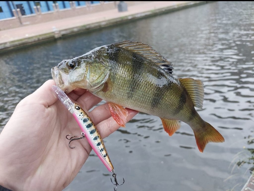 Kunstaas estafette - Top 3 kunstaas voor baars van Martijn Leus - Roofmeister