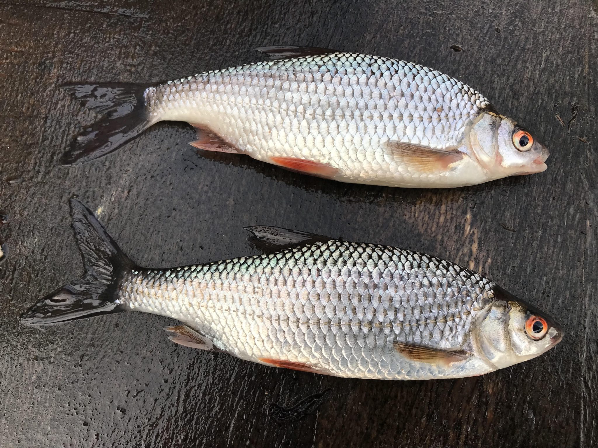 Een specialist over het vissen met dood aas onder de dobber en op de ...